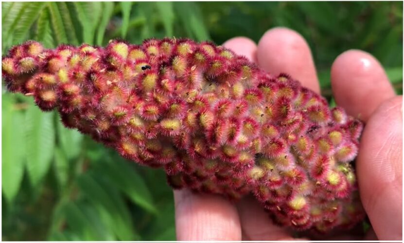 Need a Sumac Substitute? The 5 Best You Should Use